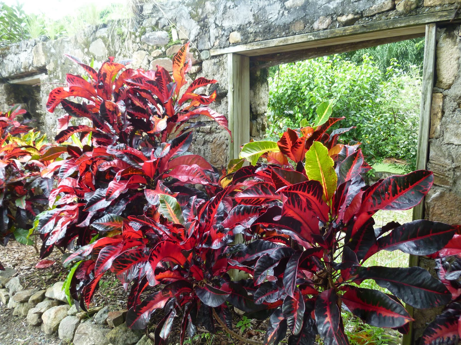 Chapter 2: St Croix: Mango Melee 2011