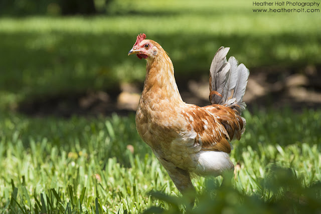 SILVER SANDS: The Wild Chickens of Cayman