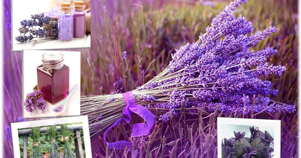 AROMATERAPIA, SALUD Y MAGIA: LA LAVANDA Y LOS USOS DE SU ESENCIA