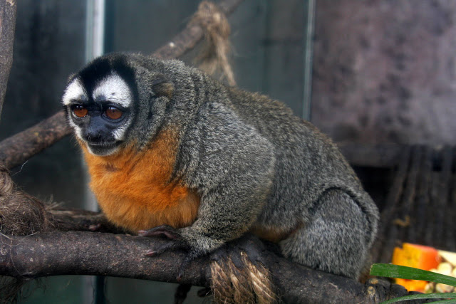 Mamíferos do Mundo: Família Aotidae