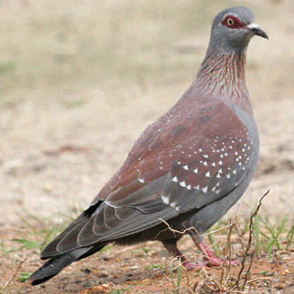 Compañeros de viaje: Paloma de Guinea (Columba guinea)