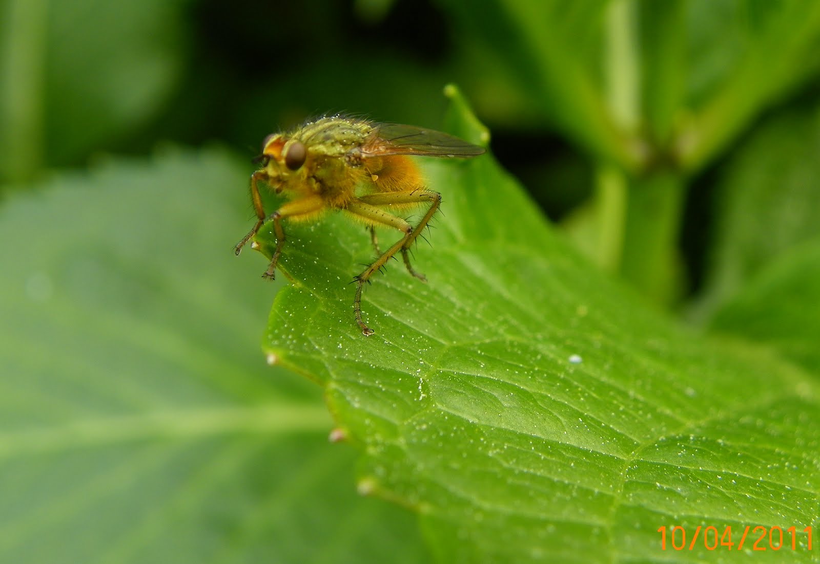 NATURALEZA desde ASTURIAS: MOSCA AMARILLA DEL ESTIÉRCOL.-Scatophaga ...