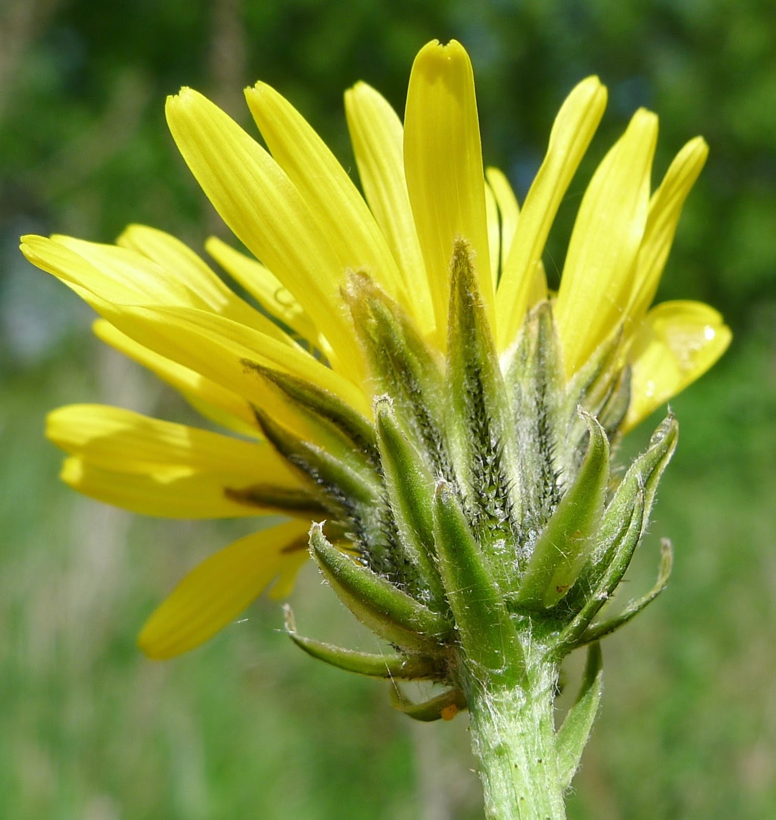 Violets and others: Hawksbeards ( Crepis capillaris, Crepis vesicaria ...