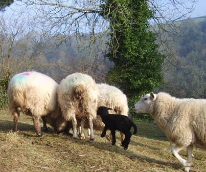 First twin lambs at Watermill Cottages! - Watermill Cottages