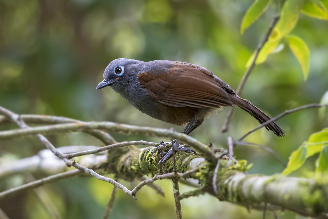 As The Crow Flies - a Hong Kong Birding Blog: Sabah - February 2017 ...