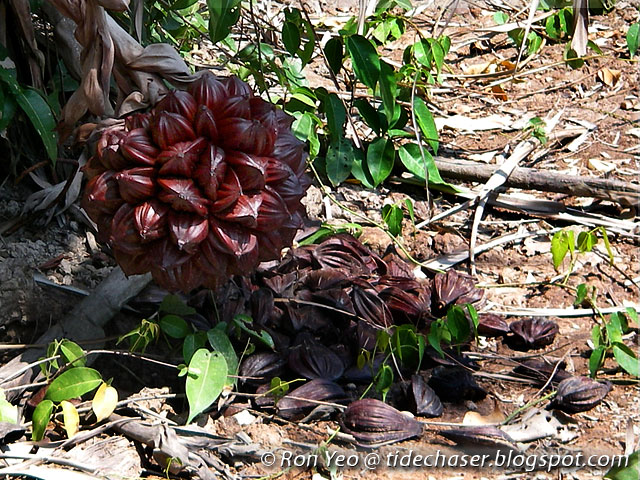 tHE tiDE cHAsER: Nipah Palm (Nypa fruticans)