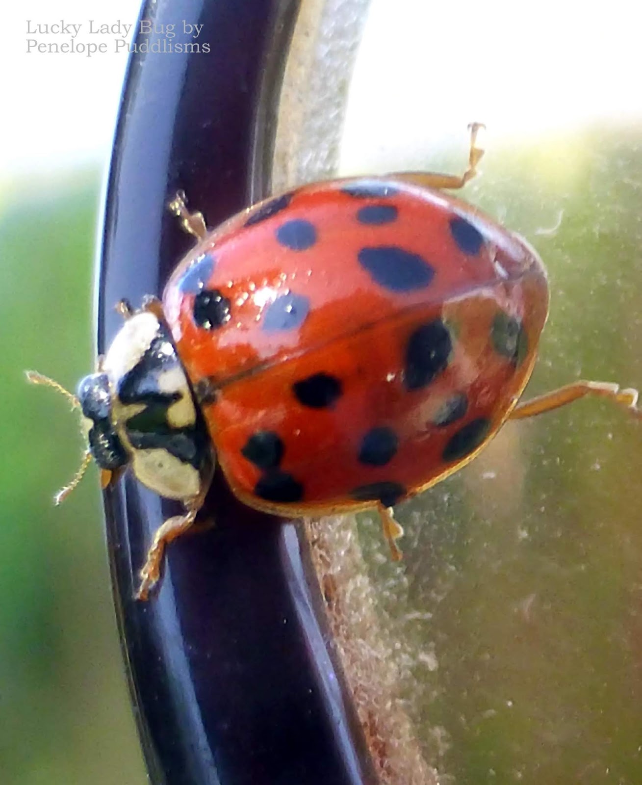 Postcards From Penelope Puddle: The Lady Is A Bug