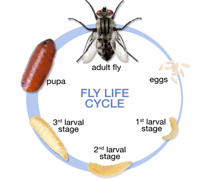 House Fly Diseases, Types, Spread and Prevention