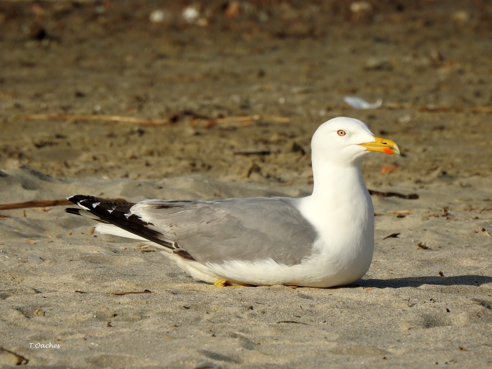 PASARI DIN ROMANIA: PESCARUS CU PICIOARE GALBENE, Larus michahellis