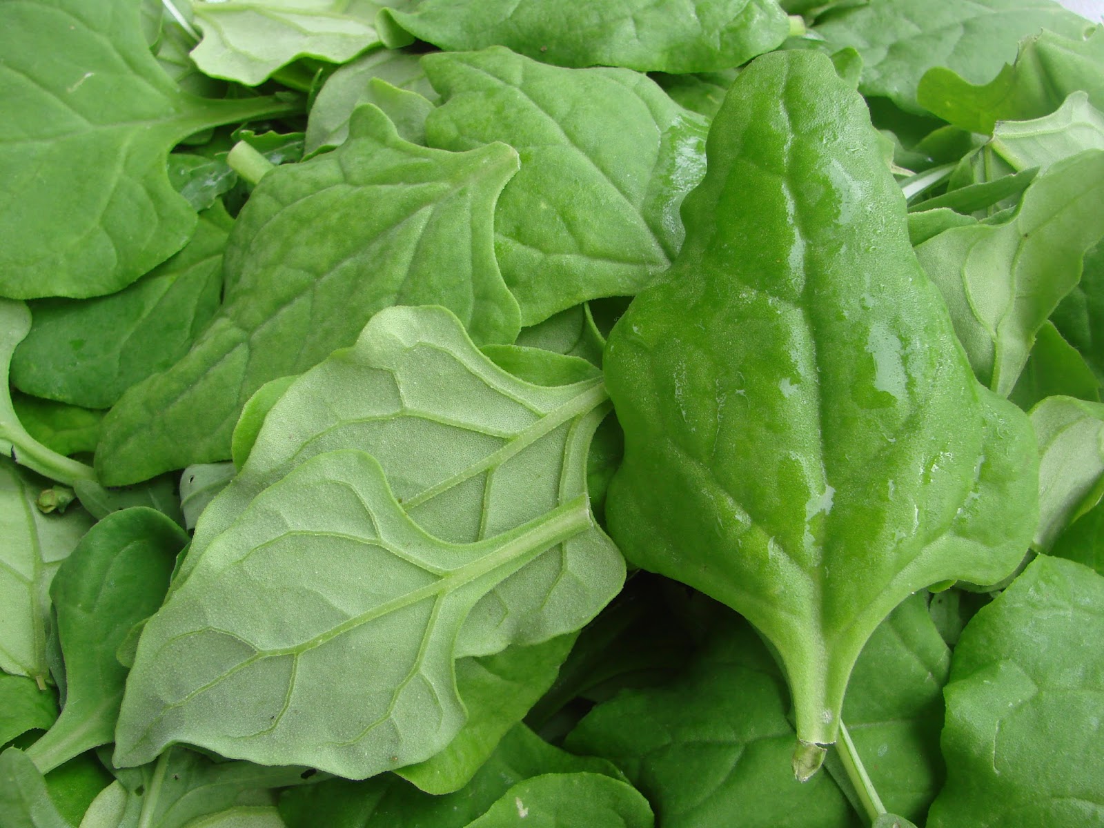 Au jardin d'Aurore: La tétragone cornue