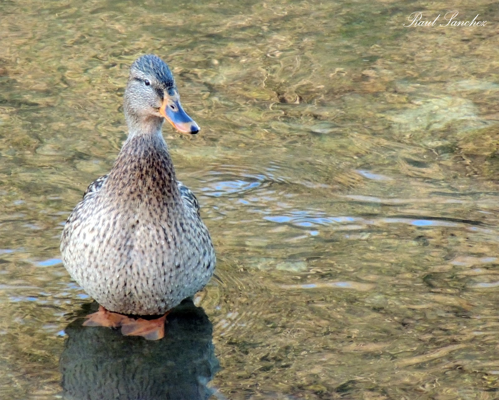 Naturaleza Viva : EL Pato de Rio ( Familia Anatidae )
