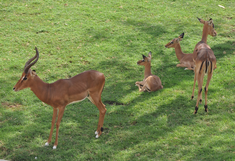 ZOOTOGRAFIANDO (6.100 ANIMALS): IMPALA / COMMON IMPALA (Aepyceros melampus)