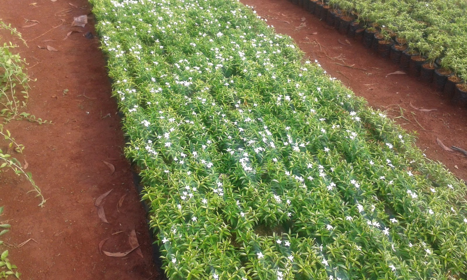 JUAL POHON REMBUSA MINI | TANAMAN HIAS ROMBUSA MINI | Tukang Rumput Bsd ...