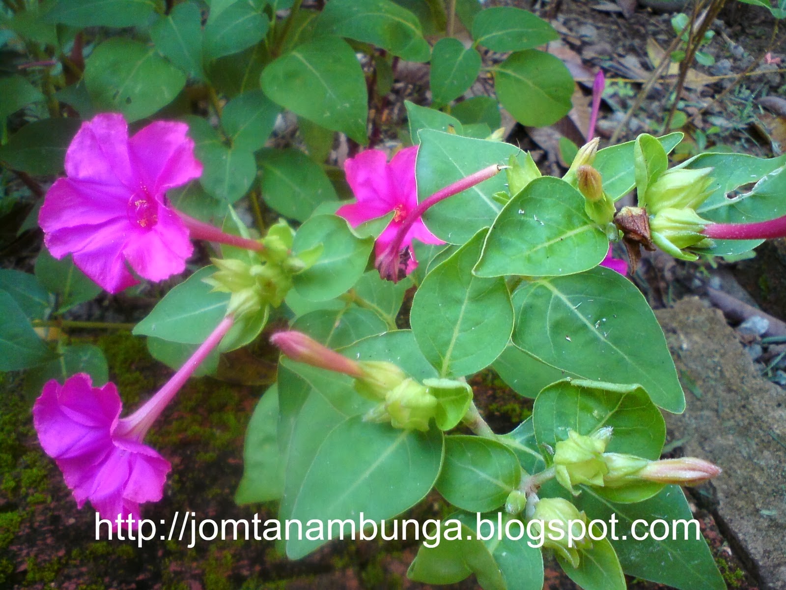 Jom Tanam Bunga: Bunga Kembang Pukul Empat