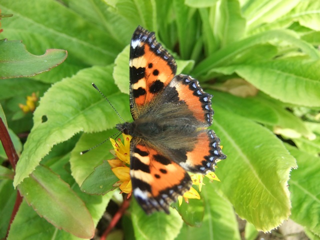 Hage 69 grader N: Neslesommerfuglen