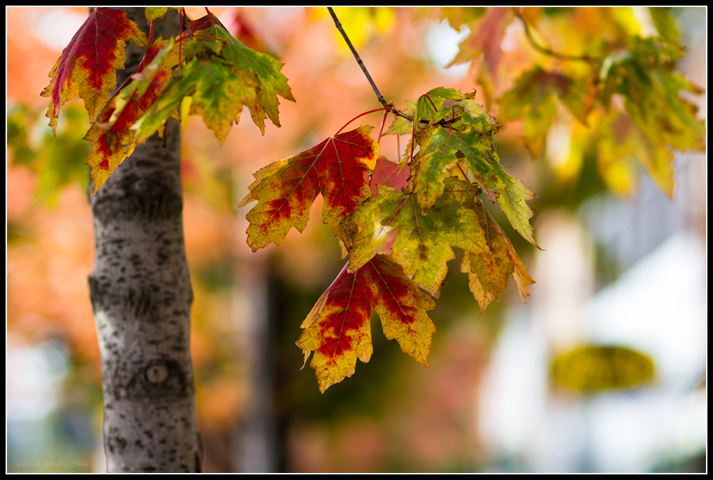 Lens Bubbles: Canon EF 100mm f2 USM - Samples Pictures