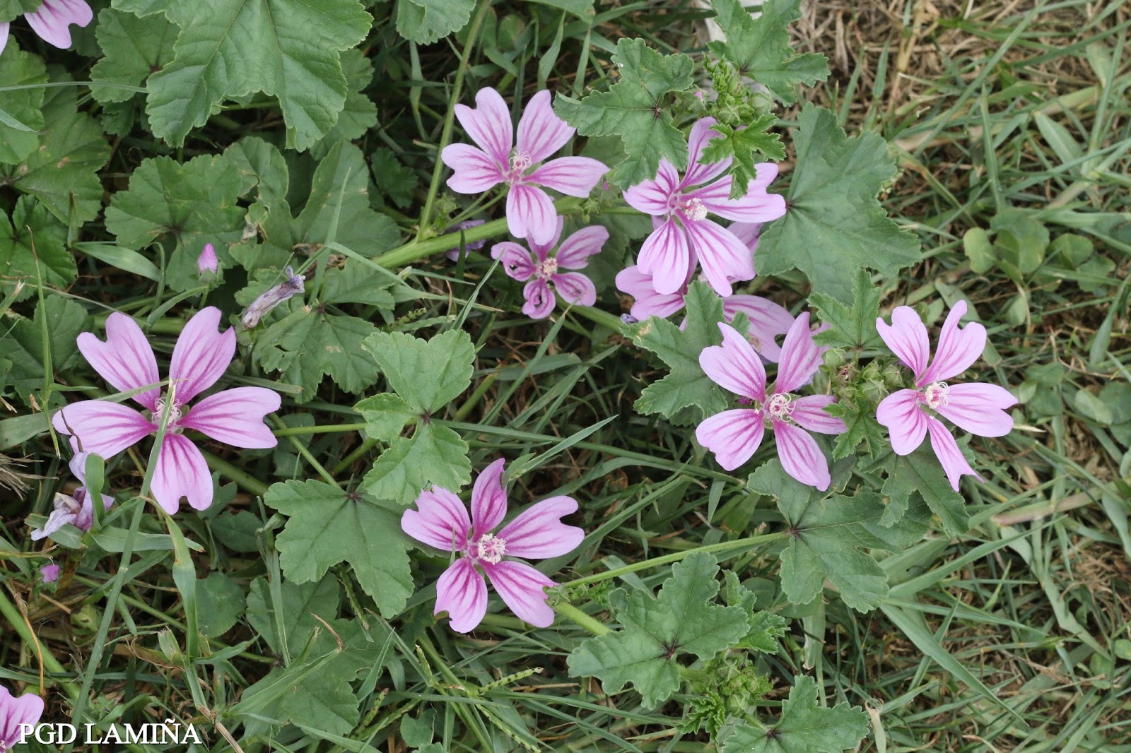 MALVA SYLVESTRIS. malva mayor o malva común.