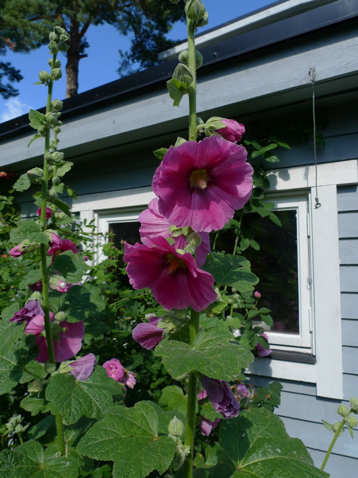 Trädgård. IT för Seniorer mm.: Stockrosor