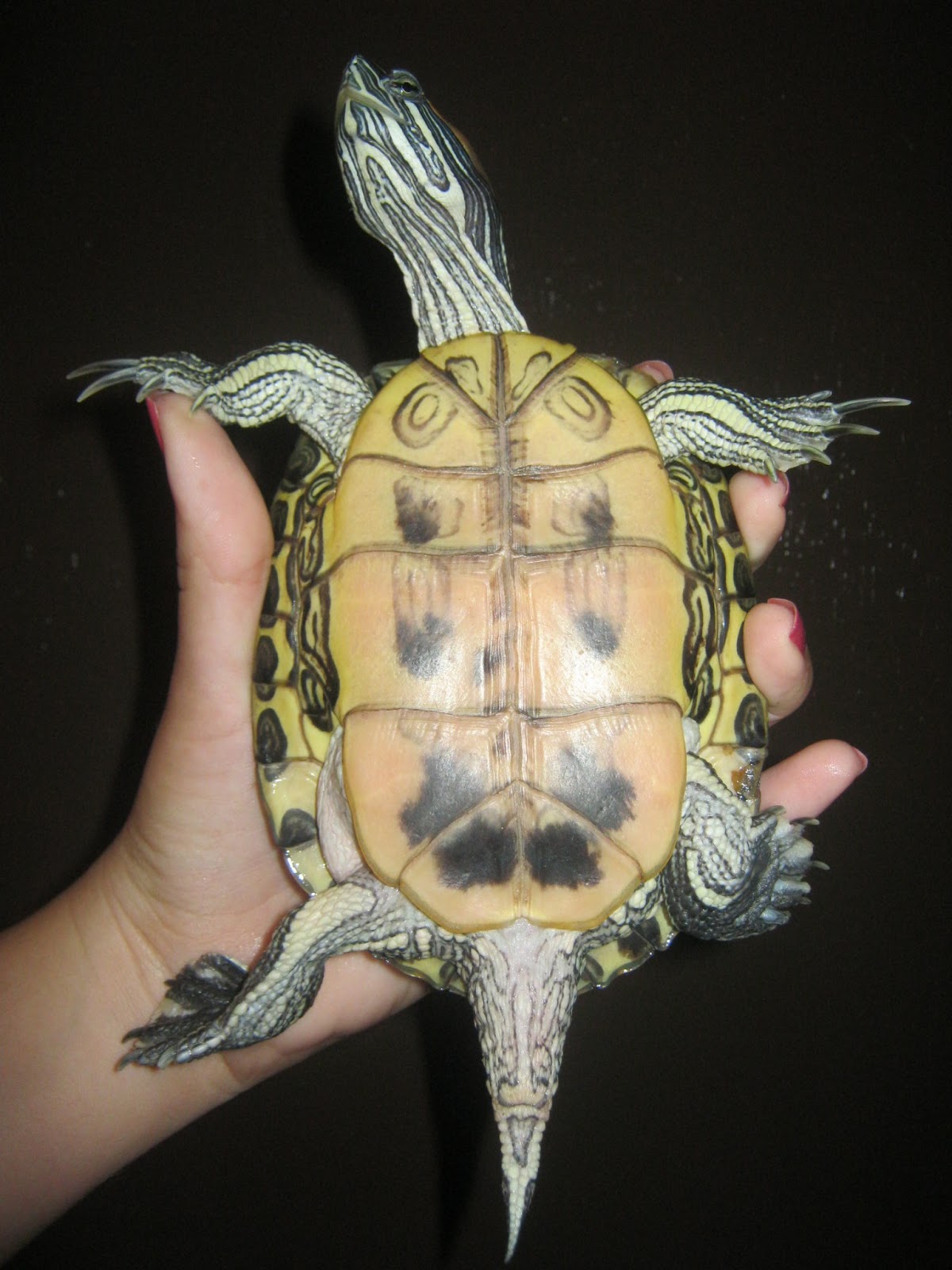 Cuidado de tortuga Trachemys scripta elegans (Tortuga orejas rojas ...