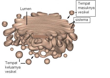 Organel sel (part 2)