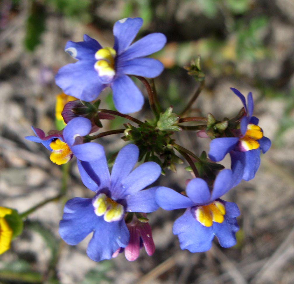 Walkies on Table Mountain: Nuclear flowers and a rare Sea Pink