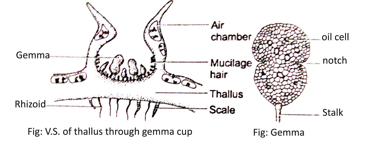 All biology classes: MARCHANTIA INTERNAL STRUCTURE (OR) ANATOMY (OR) T ...