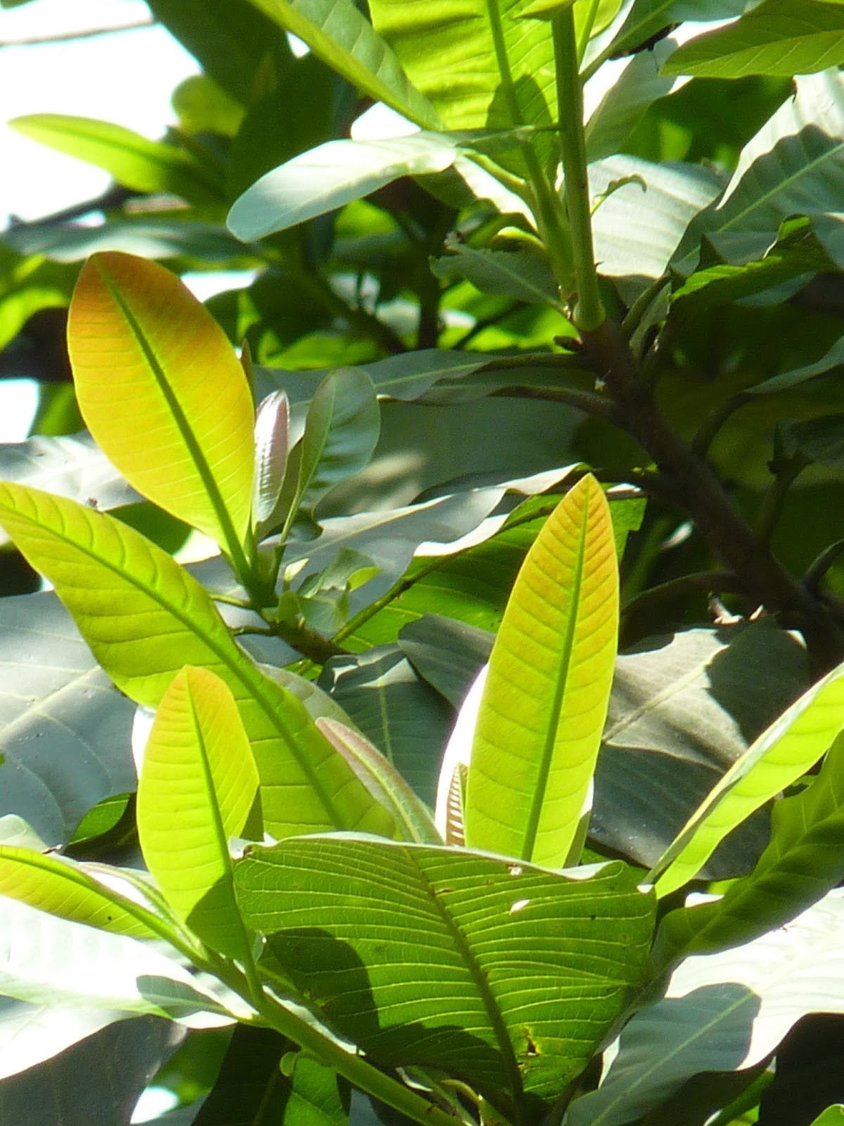 ARBORETUM: ÁRBOLES FANTÁSTICOS, el caracolí