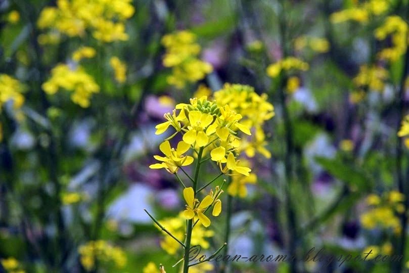 Shorisha flower image – A beauty of Bangladesh nature « Ocean Aroma
