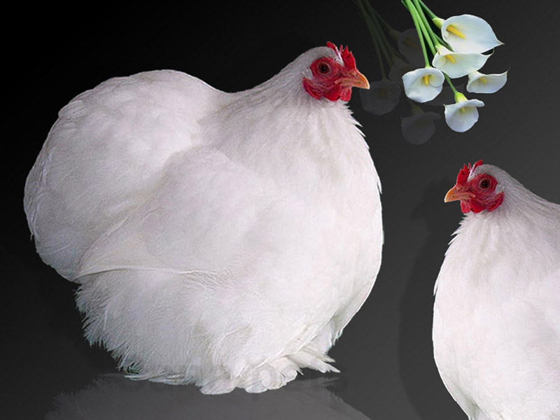 Sana pets: American Bantam