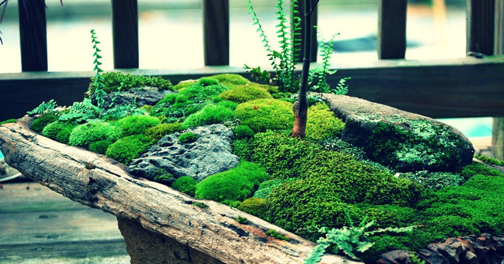 Cara Menanam Lumut Di Pot Bunga, Bonsai, Halaman Dan Merawatnya