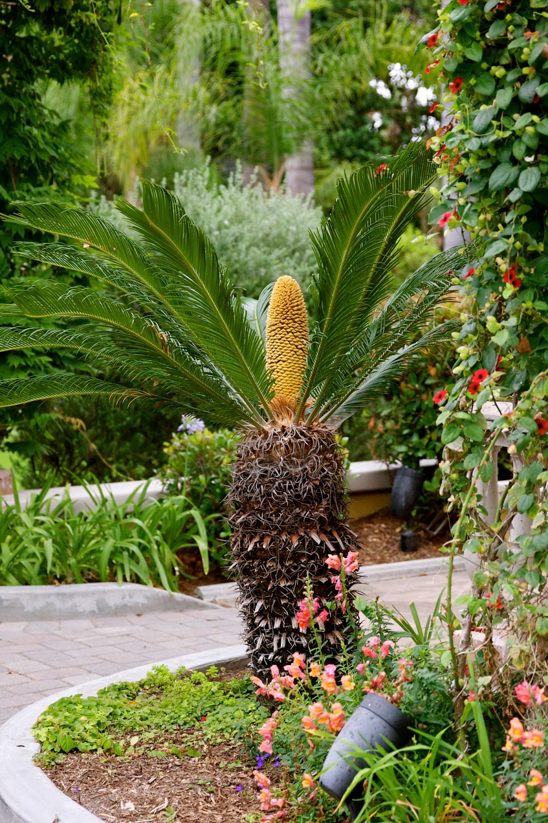 The Gardens of Petersonville: Sago Palms