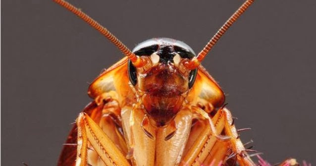 7 Fakta Unik Tentang Kecoak