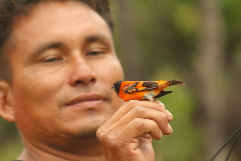 Pintassilgo, Tarin américain, Amerikaanse sijzen, Amerikanische zeisige ...