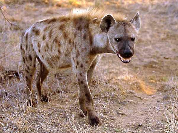 AVEEK- Blogs: Spotted Hyena