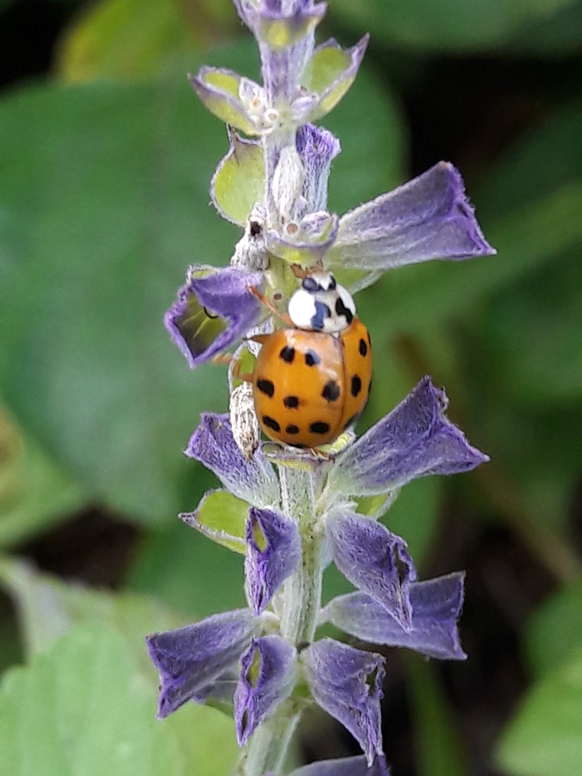 Photo Friday: Little Ladybug
