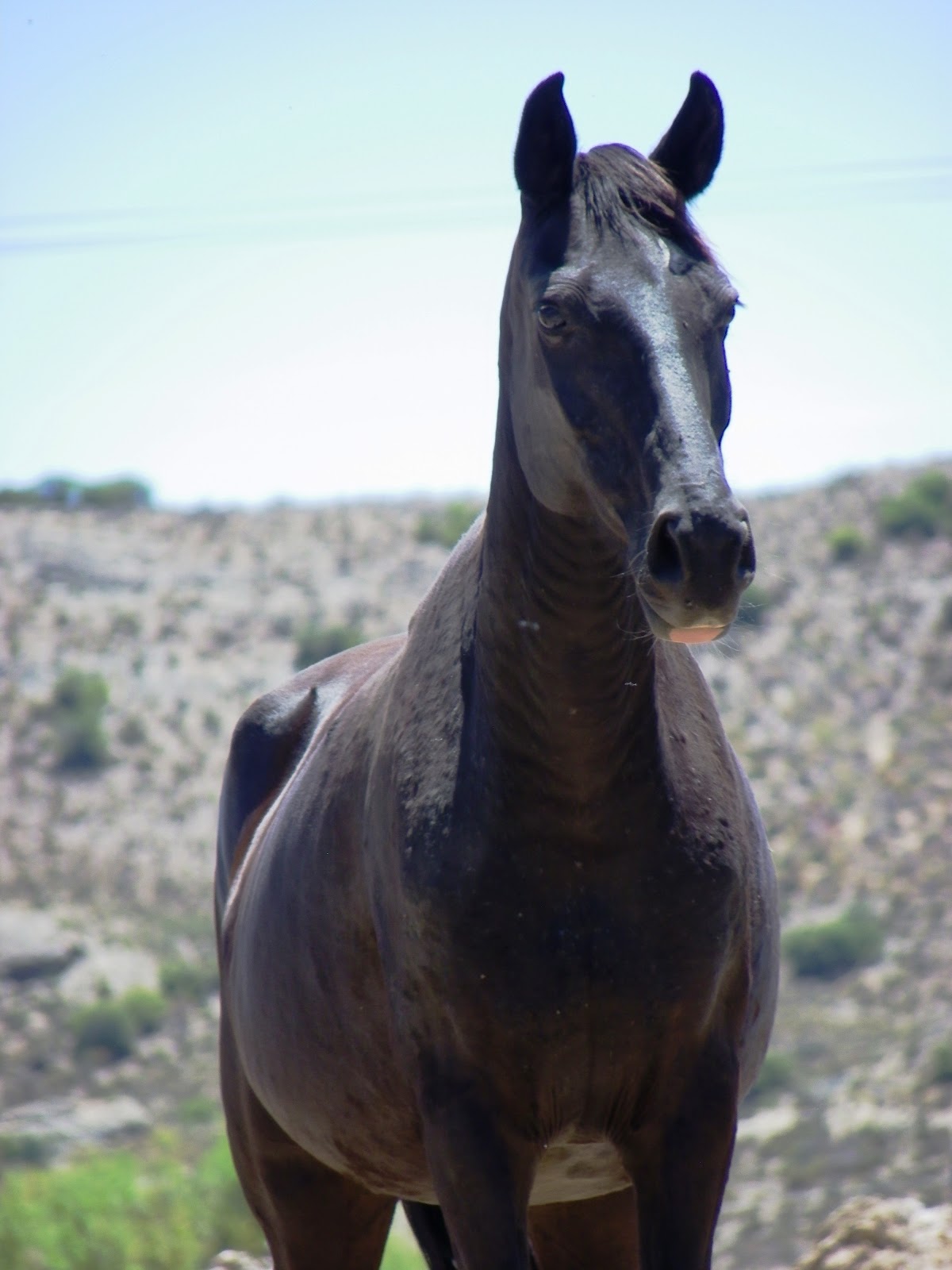 Maltrap SA Boerperde