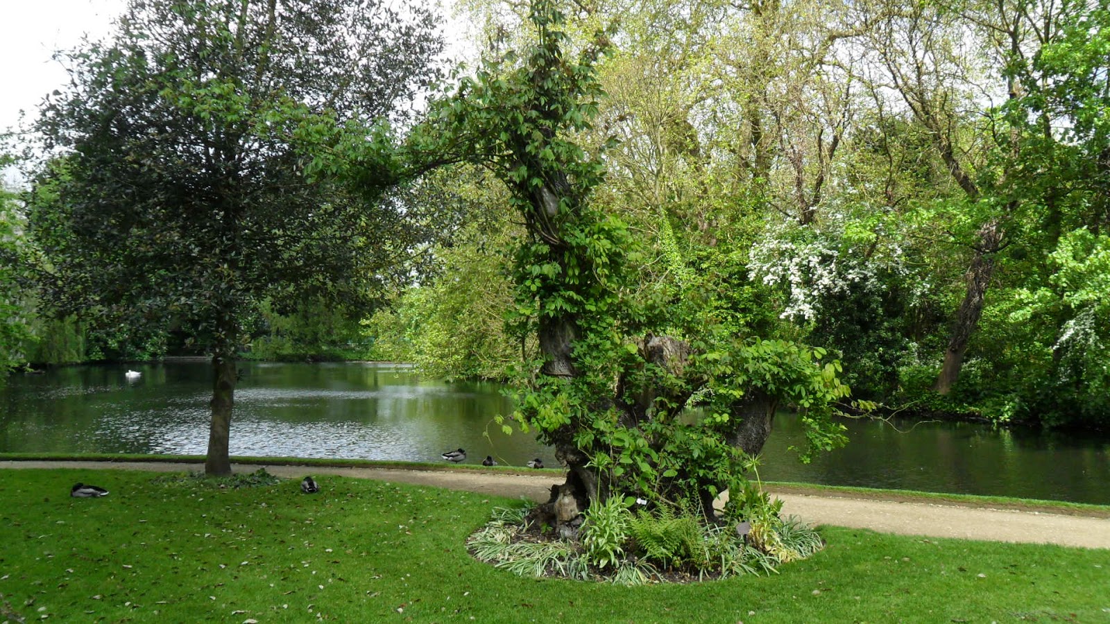 Worcester College Gardeners 2009-2018: Roses Grown On Rope