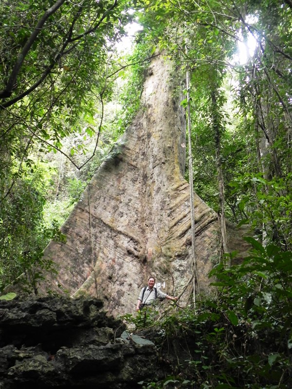 OUR PHILIPPINE TREES: The Biggest Dao!