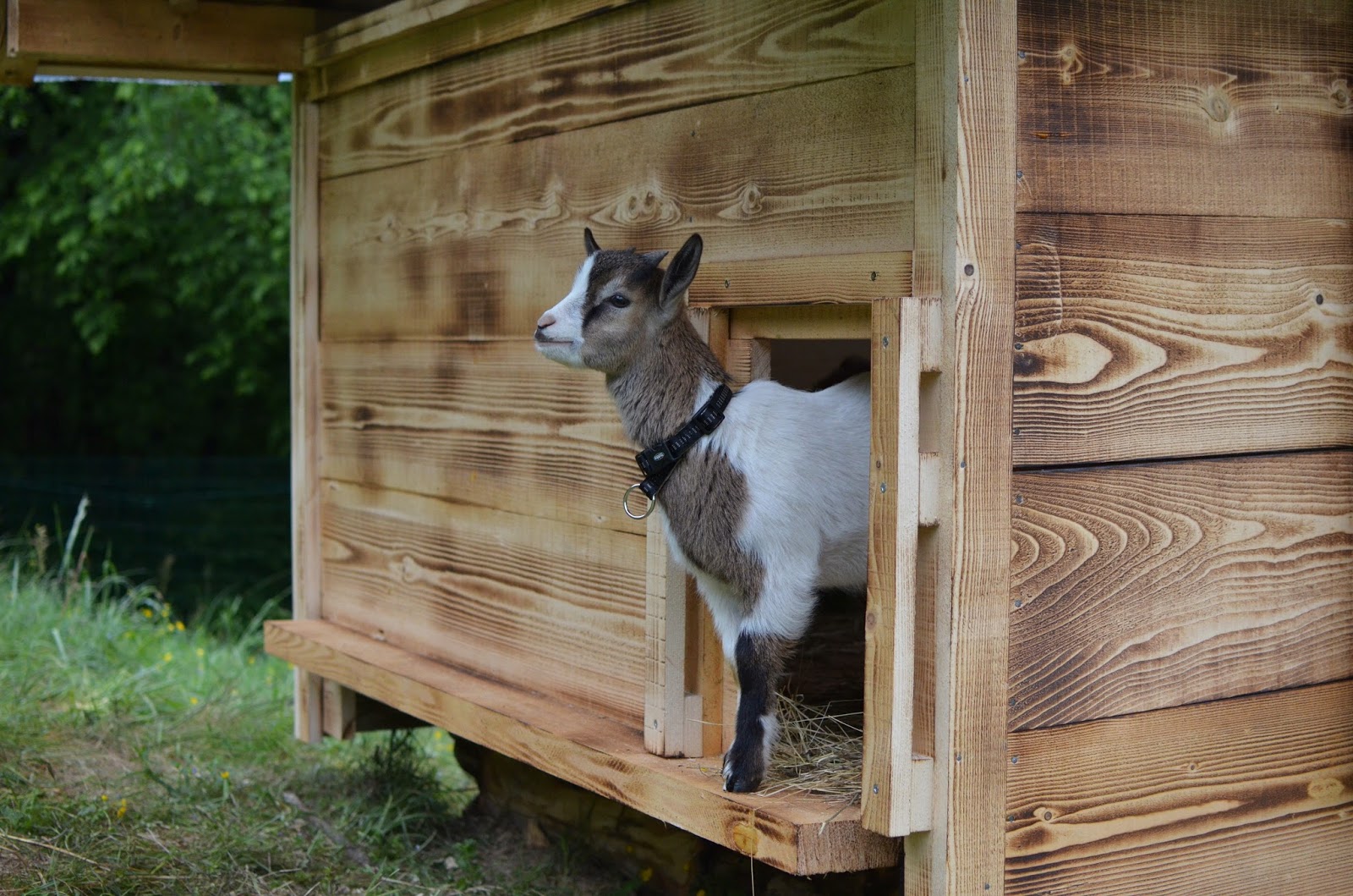 Čarovnije z male kmetije: Afriške mini kozice