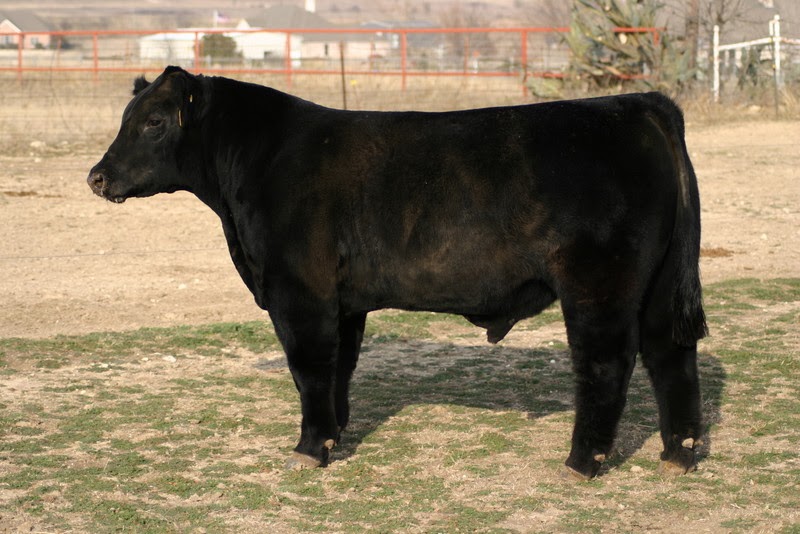Z-N-T Cattle Co.: Must Use Maine Bulls For Fall 2014