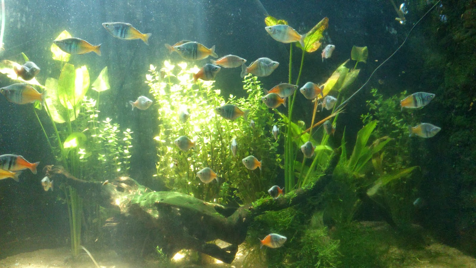Water World Kelaniya