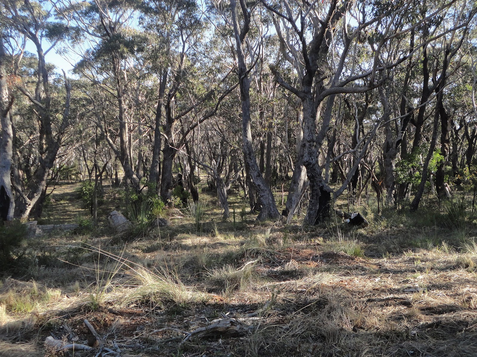 Hat Hill Farm: Slashing