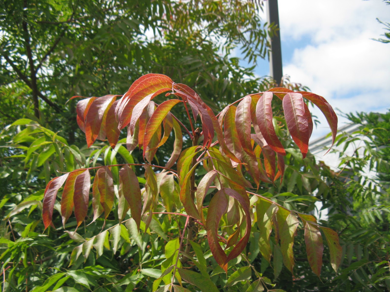 Trees of Santa Cruz County: Pistachia chinensis - Chinese Pistache