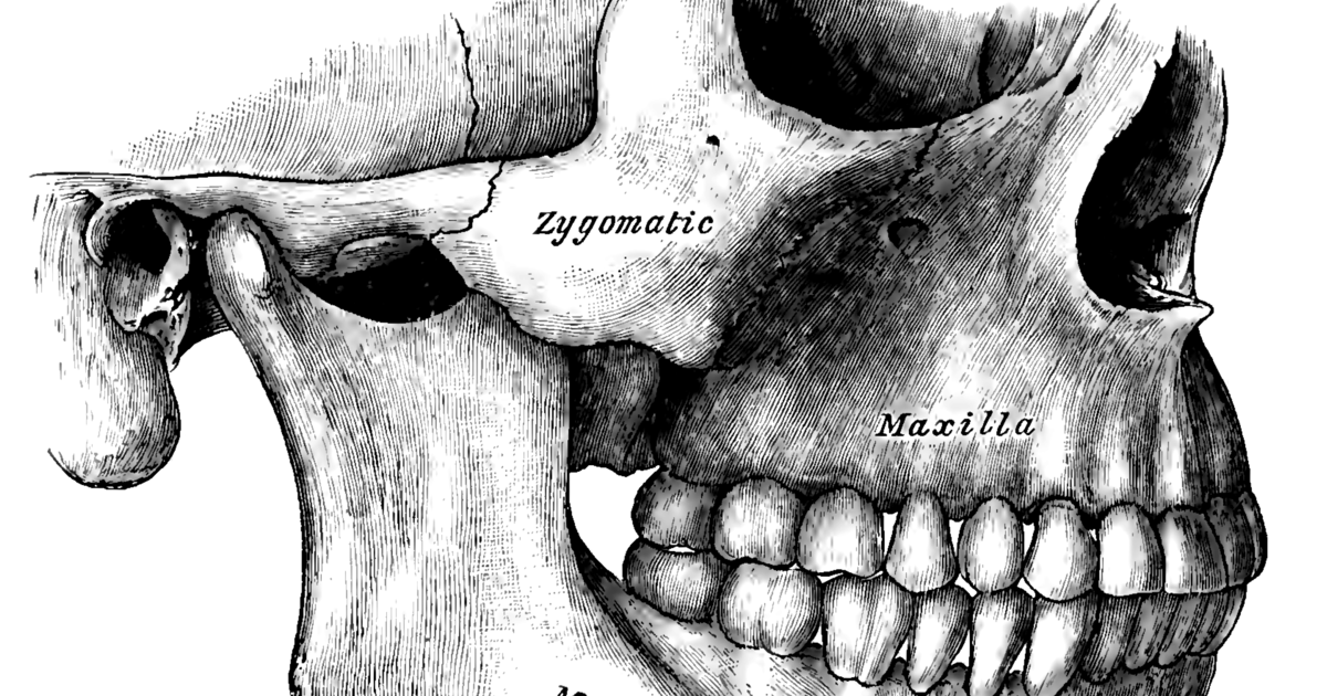 Latinski jezik za medicinske škole: Gornja vilica (maxilla) i donja ...