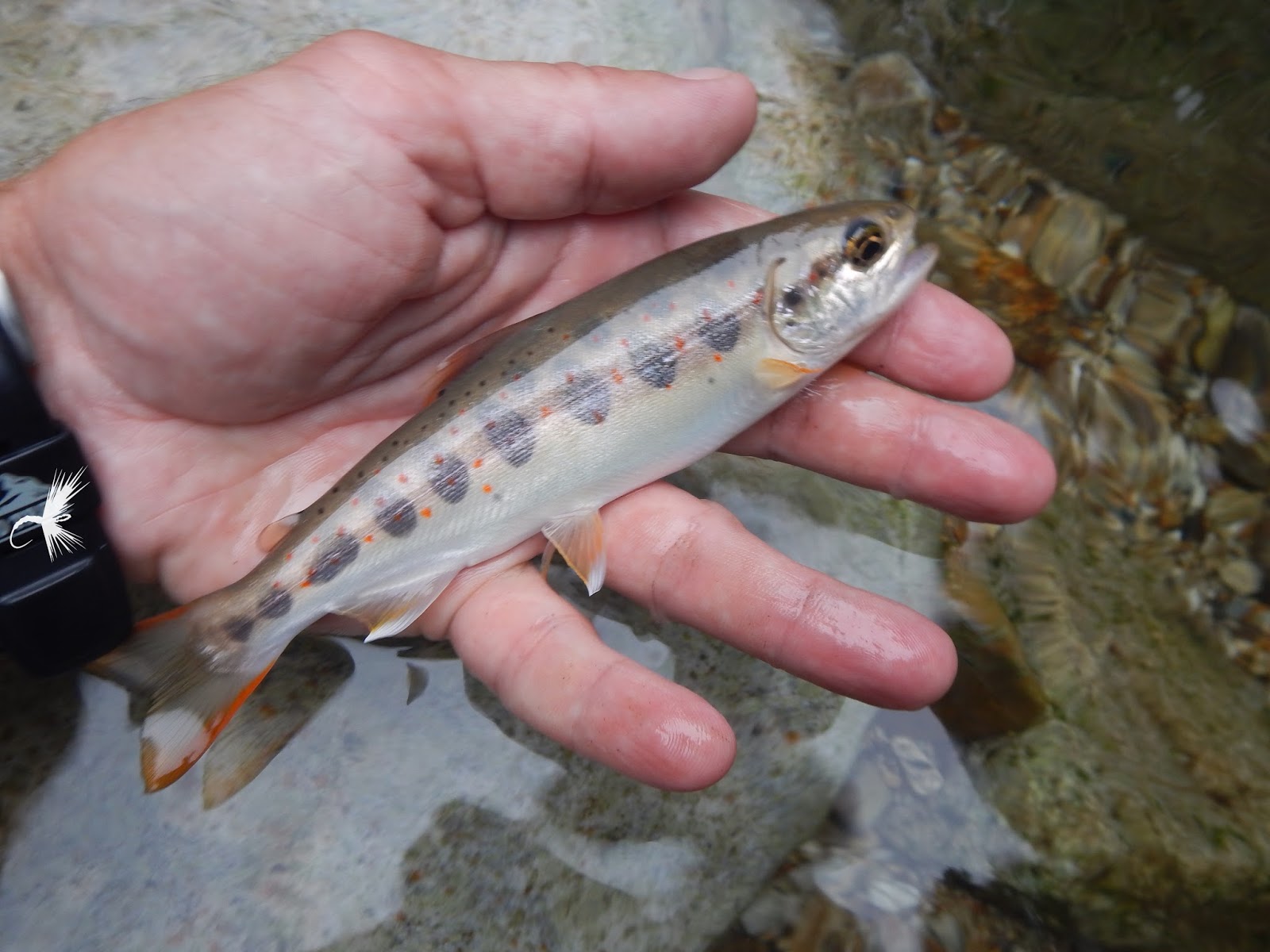 TENKARA ENSO: Amago fishing with Eiji Yamakawa and Nishi-san