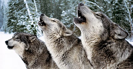 Matevž, Jakob in tisoč ostalih stvari: VOLK