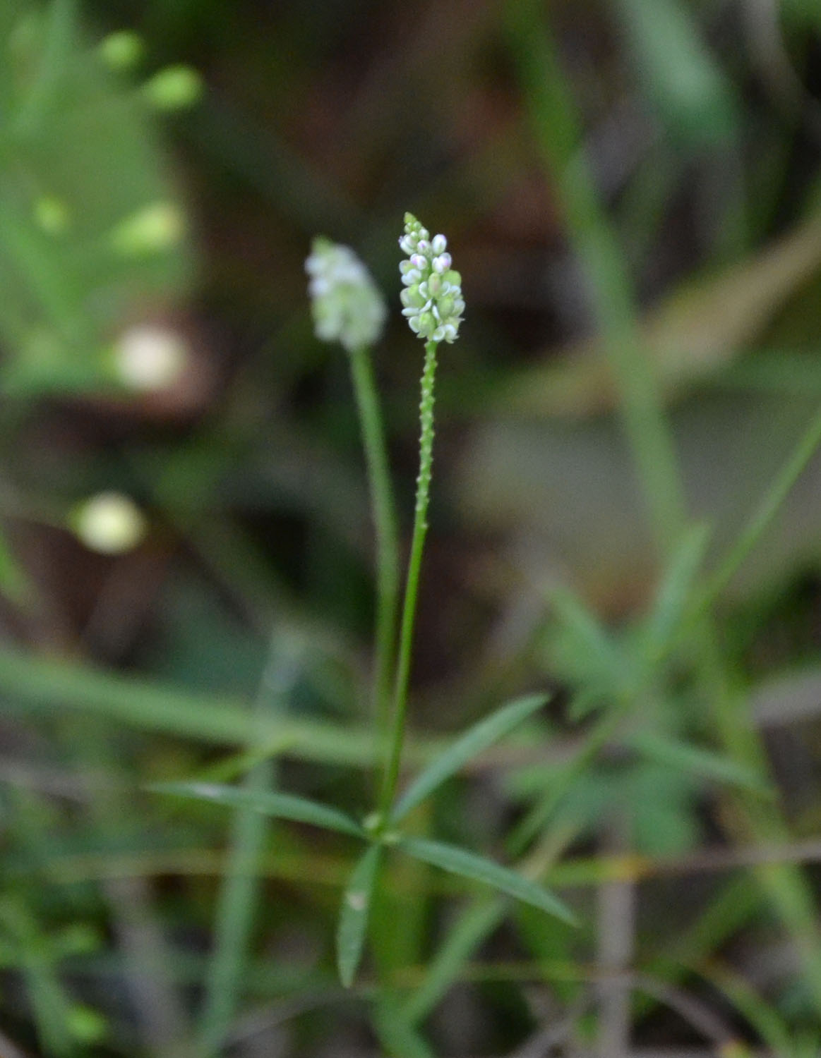 Woods Walks and Wildlife: September 2011