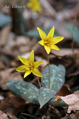 The Buckeye Botanist: The Botanical Find of a Lifetime