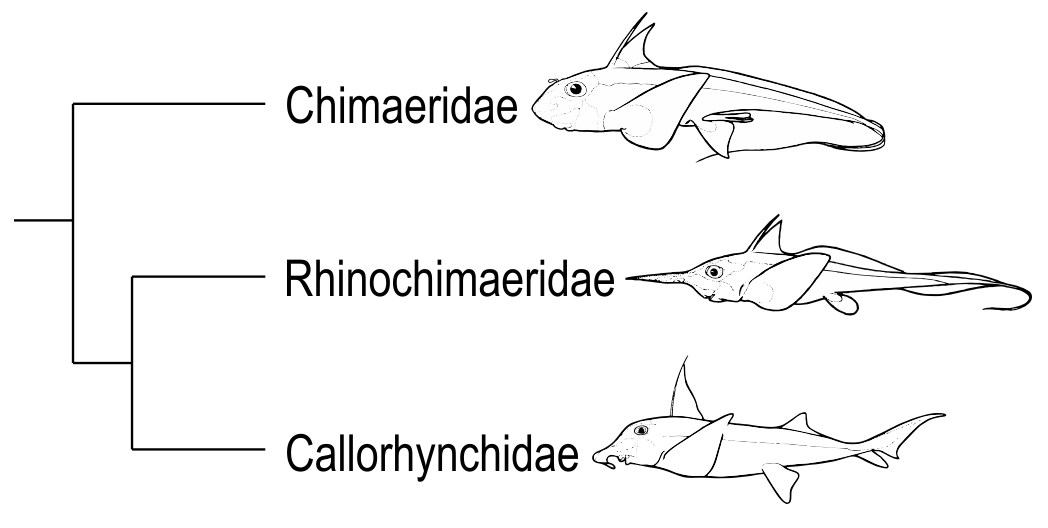 Palaeos, la historia de la Vida en la Tierra: Las quimeras descienden ...