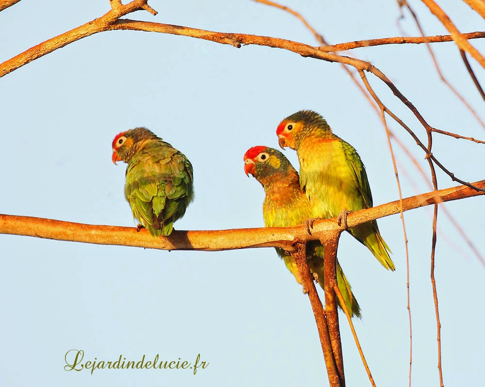 Le Loriquet versicolore (Varied loriket), petit et très coloré